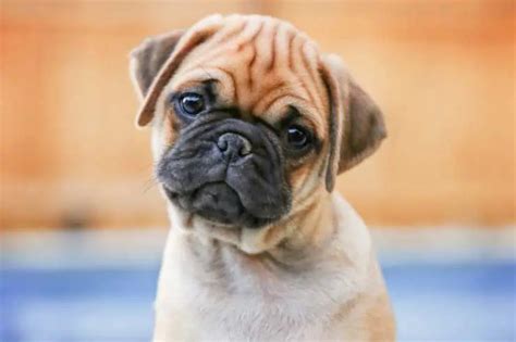 Chihuahua Pug Mix Chug Dog Chihulife