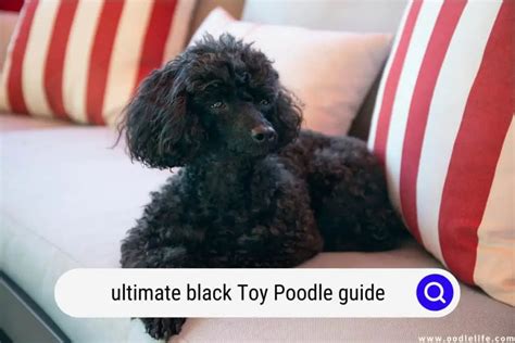 Ultimate Black Toy Poodle Guide With Pictures Oodle Life