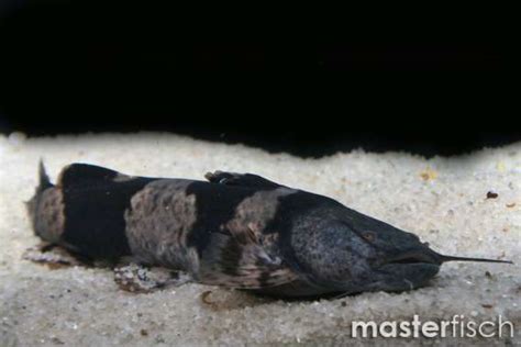 Pseudopimelodus Bufonius Pseudopimelodus Bufonius Masterfisch