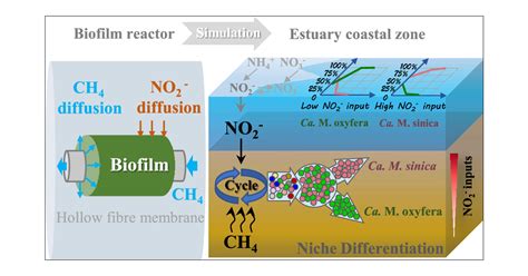 Microbial Niche Differentiation During Nitrite Dependent Anaerobic Methane Oxidation