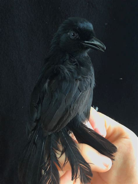 Western Boubou Bioko Ebird