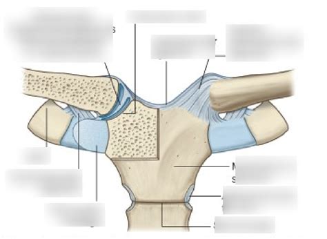 Sternoclavicular Joint Diagram Quizlet