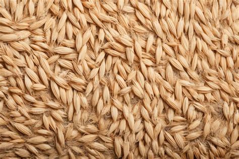 Natural Oat Grain Texture Background Close Up View Of Dried Oat Spikes