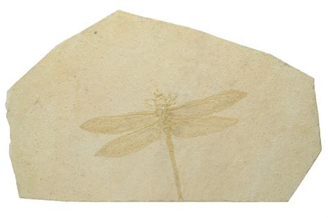 5 9 Large Fossil Dragonfly Solnhofen Limestone 227334 For Sale