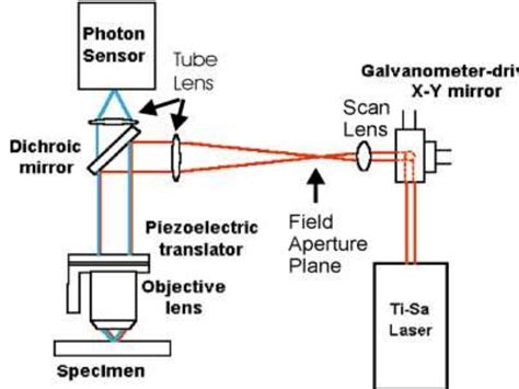 Schematic Of A Typical Two Photon Microscope The Excitation