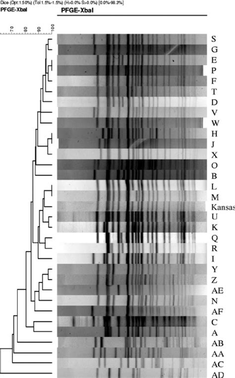 Partial Dendrogram And Representative Banding Patterns For The 32 Download Scientific Diagram