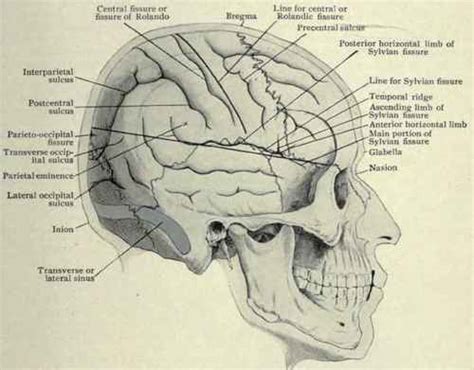 Subsidiary Fissures And Convolutions