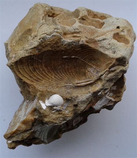 Please Id Fossil ID The Fossil Forum