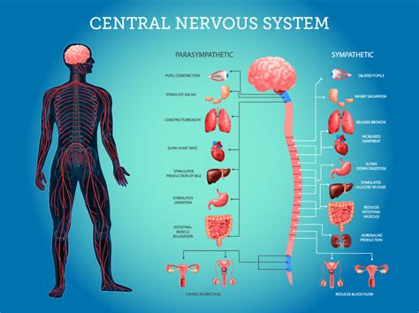 Central Nervous System Cns — Sarah Yeoman