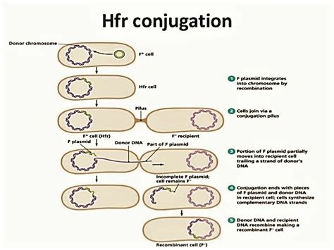 High Frequency Recombination Hfr Cell Conjugation And F Prime F Cell Online Biology Notes