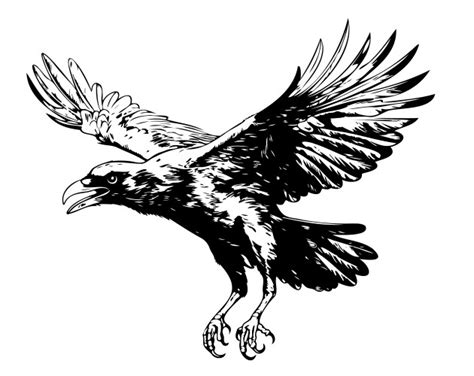 Raven Crow Hand Drawn Sketch Royalty Free Vector Image