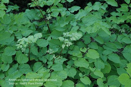 Spikenard American And Japanese Grow And Eat Varieties