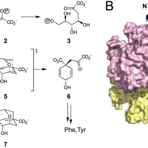 Sequence Alignments Of Relevant Aroq Chorismate Mutases A Structural Download Scientific