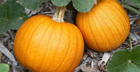 14 Vegetables That Grow Vertically And 6 That Spread Out Too Much