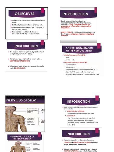 Anatomy Nervous Tissue Pdf