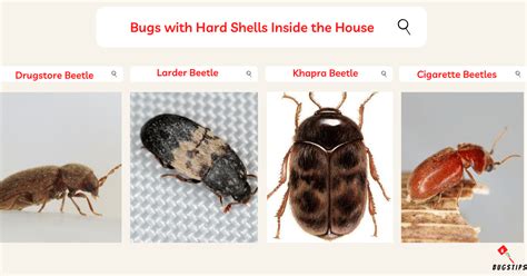 22 Bugs With Hard Shells Top Tips To Eliminate BugsTips