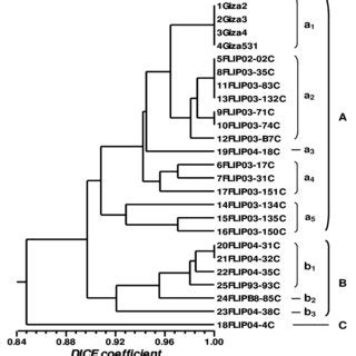 UPGMA Phenogram Showing Genetic Diversity Of The Chickpea Genotypes Download Scientific Diagram