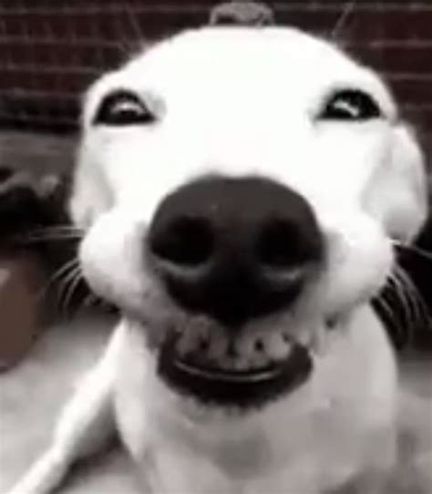 Pinterest Happy Dogs Silly Dogs Funny Dog Memes
