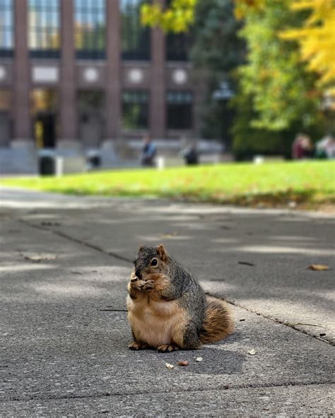 Super Fat Squirrel