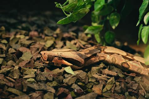 Indian Rock Python Photos Download The Best Free Indian Rock Python