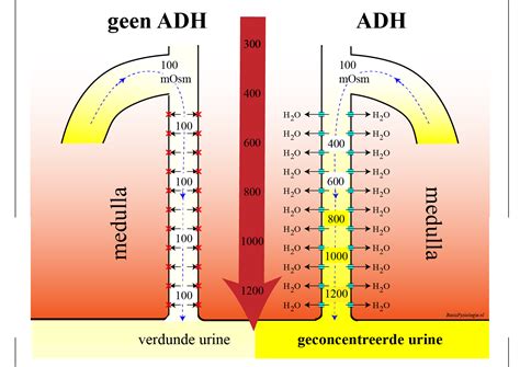 F36 De Verzamelbuis Basisfysiologienl