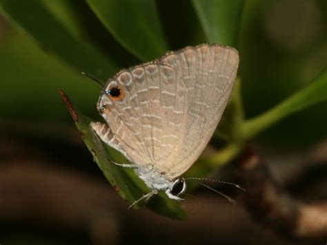 Jamides Phaseli Australian Butterflies