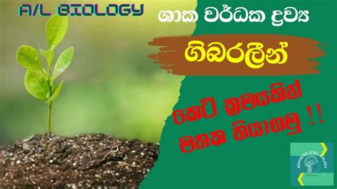 ශාක වර්ධක ද්‍රව්‍ය ගිබරලීන් කෙටි ක්‍රමයකින් │biology Youtube