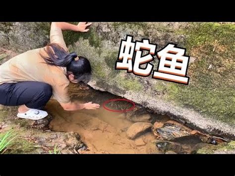 发现河边水坑有动静小妹把手伸去哇哇大叫徒手抓到一只蛇鱼 YouTube