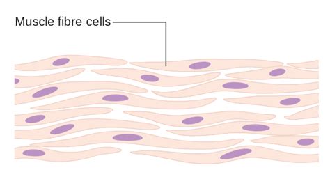 Difference Between Somatic And Germ Cells Definition Features Function Comparison