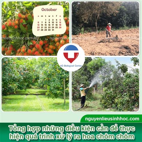 Cách Xử Lý Ra Hoa Chôm Chôm đồng Loạt Tăng Tỉ Lệ đậu Trái