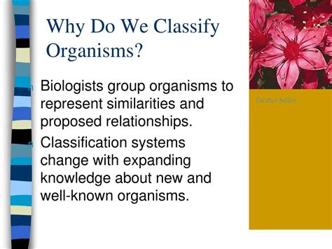 Why Do We Need To Classify Things Class 6 At Pearline Beard Blog