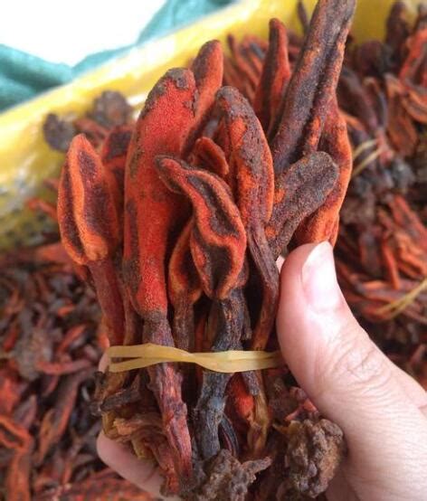 鹿仙草的功效与作用 鹿仙草的用法用量和使用禁忌 中药360