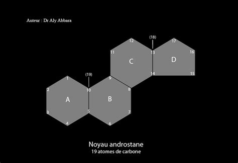Androstane Le Noyau De Base Des Androgènes