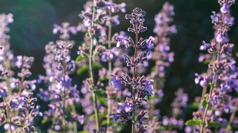 Catmint Vs Catnip What Is The Difference Homes And Gardens