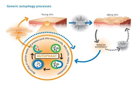 Autophagy And Skin How To Hack Your Cellular Processes For A More Youthful Complexion