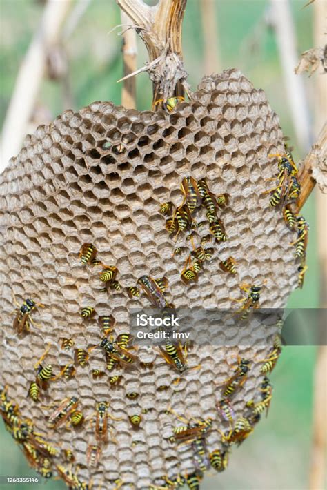 Wasps Hive In A Dry Thistle Behind The Hive Many Wasps Protected From