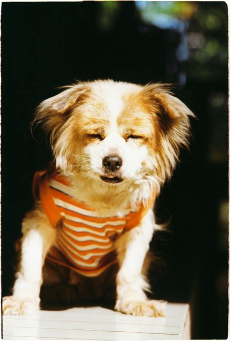 햇빛 아래 개 옷을 입은 강아지 · 무료 스톡 사진