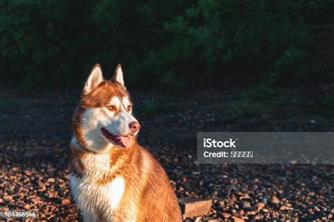 세로 귀여운 시베리안 허스키입니다 경 엽의 어두운 배경에서 일몰에서 아름 다운 빨간 머리 개 공간에 복사 합니다 개에 대한 스톡 사진 및 기타 이미지 Istock