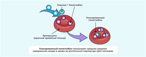 Гемоглобин зачем он нужен и как поддерживать в норме