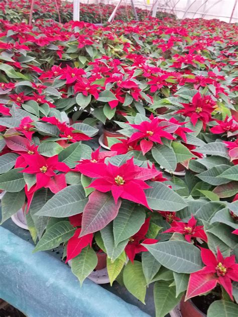 Оранжерия за цветя “Диана 79” Пловдив Актуална информация работно време и контакти