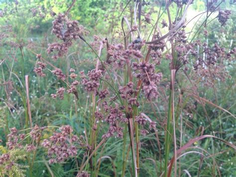 About Joe Connelly Medium