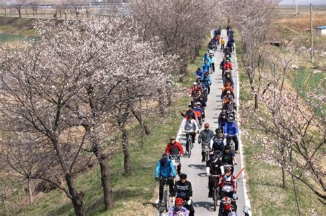 보은군 오는 17일 벚꽃길 자전거대행진 개최 파이낸셜뉴스
