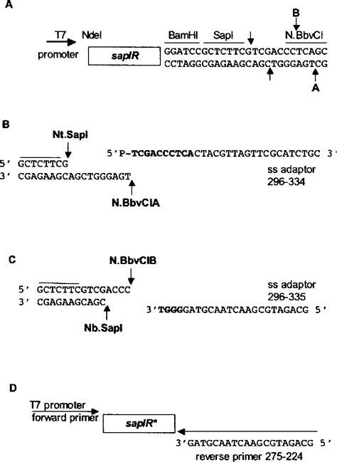 Figure 2 From The Isolation Of Strand Specific Nicking Endonucleases From A Randomized Sapi