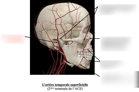 La Vascularisation Artérielle 4 Diagram Quizlet