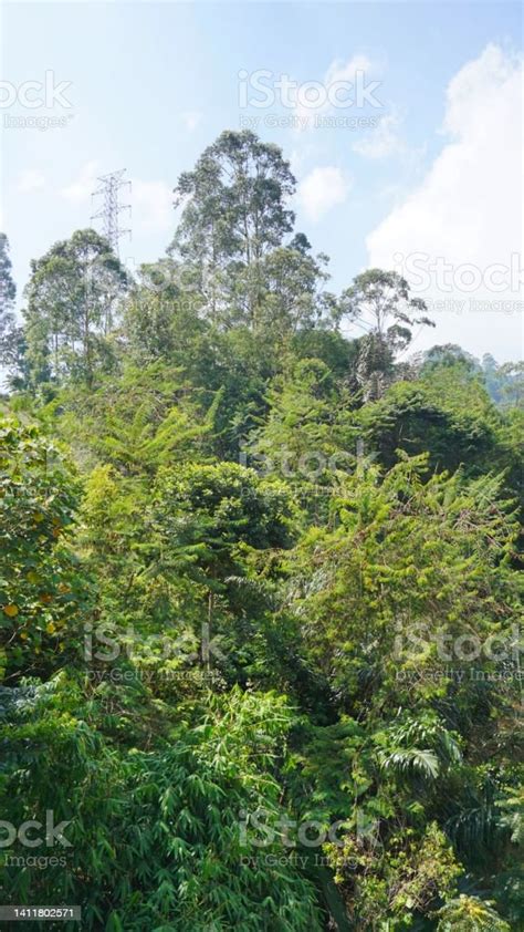 아름다운 자연 경관 산 언덕이 많은 자연 파노라마 푸른 숲 큰 나무와 낮에는 흐린 푸른 하늘 아래 푸른 잔디 경사면이 있습니다 0명에 대한 스톡 사진 및 기타 이미지