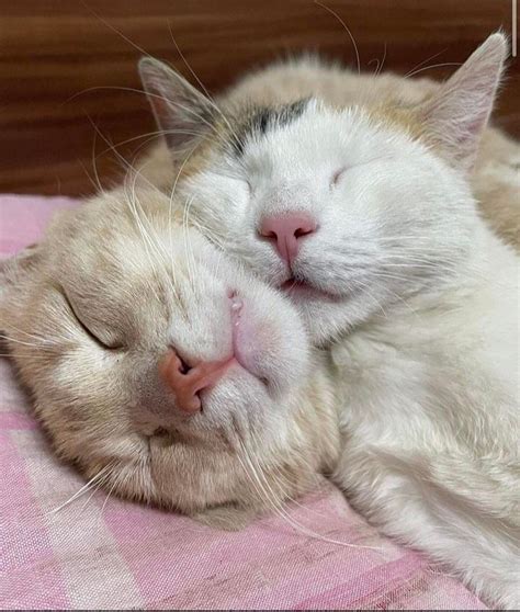 Sleeping 😴😴 Ra