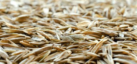 Improve Grass Seed Germination Amenities Biostimulant Maxstim Ltd