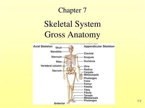 Ppt Chapter 7 The Skeletal System The Axial Skeleton Powerpoint