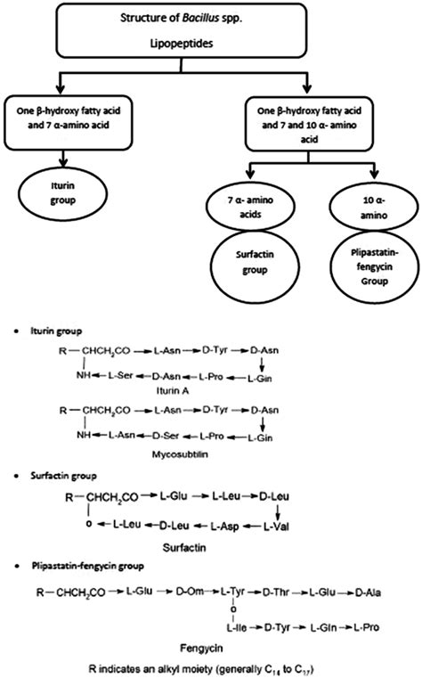 6 Different Types Of Bacillus Spp Lipopeptides Of Biological Control Download Scientific