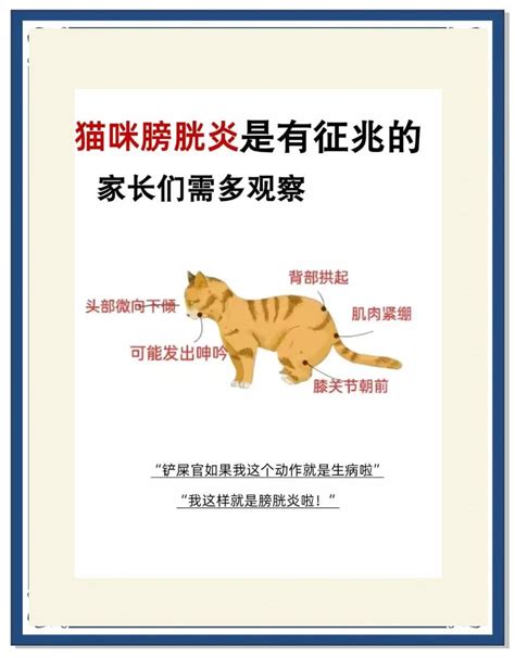 猫咪膀胱炎的那些事儿，你知道多少？